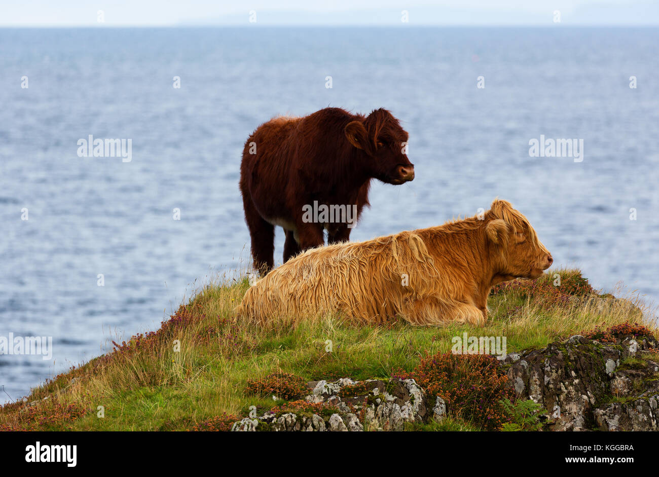 Scottish Highland cattle grazing in a field and pasture on the Isle of ...