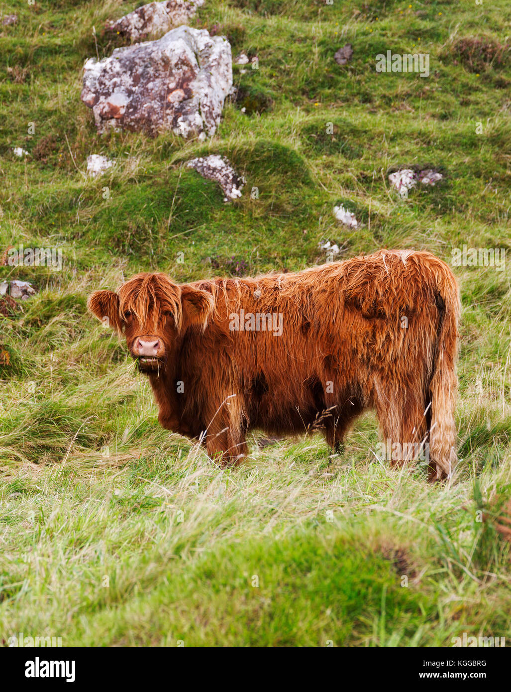 Scottish Highland cattle grazing in a field and pasture on the Isle of ...