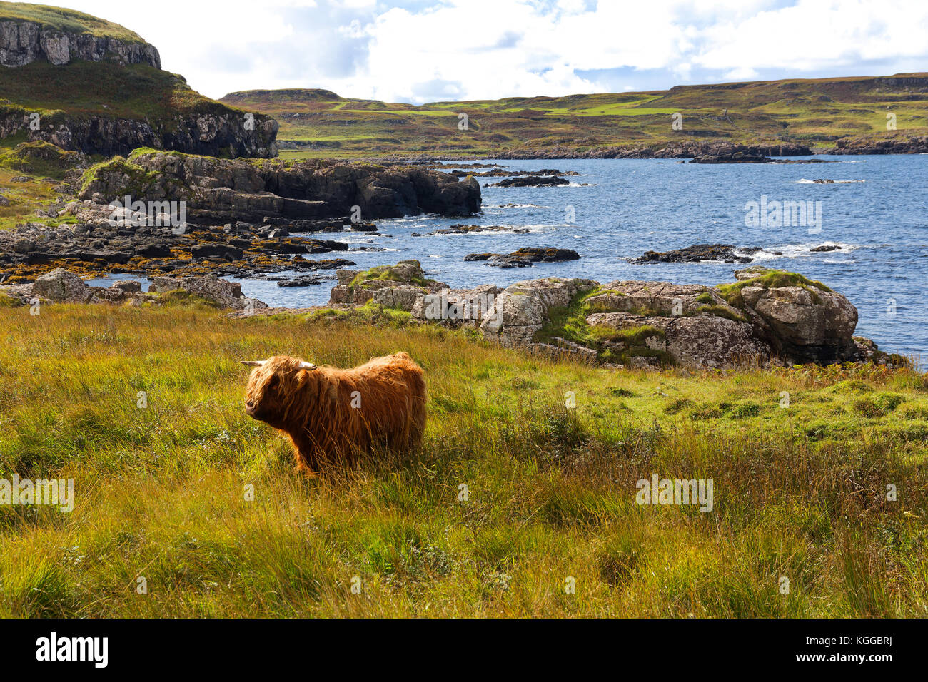 Scottish Highland cattle grazing in a field and pasture on the Isle of ...