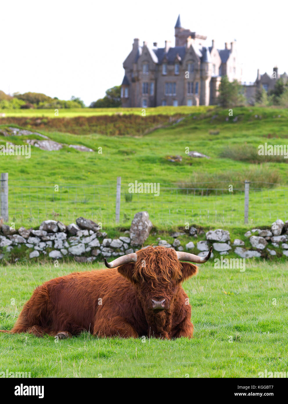 Sitting Cows High Resolution Stock Photography and Images - Alamy