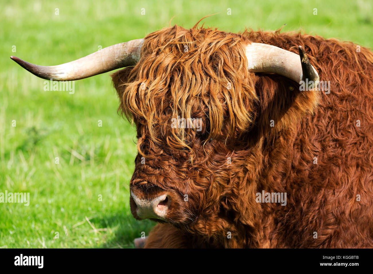 Scottish Highland cattle grazing in a field and pasture on the Isle of ...