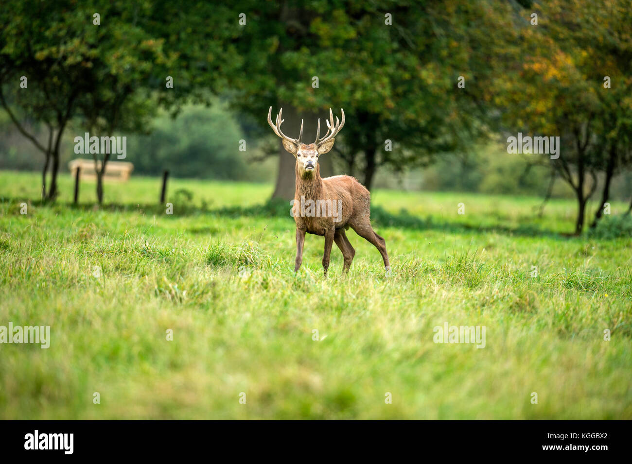 Yearling red deer stag hi-res stock photography and images - Alamy