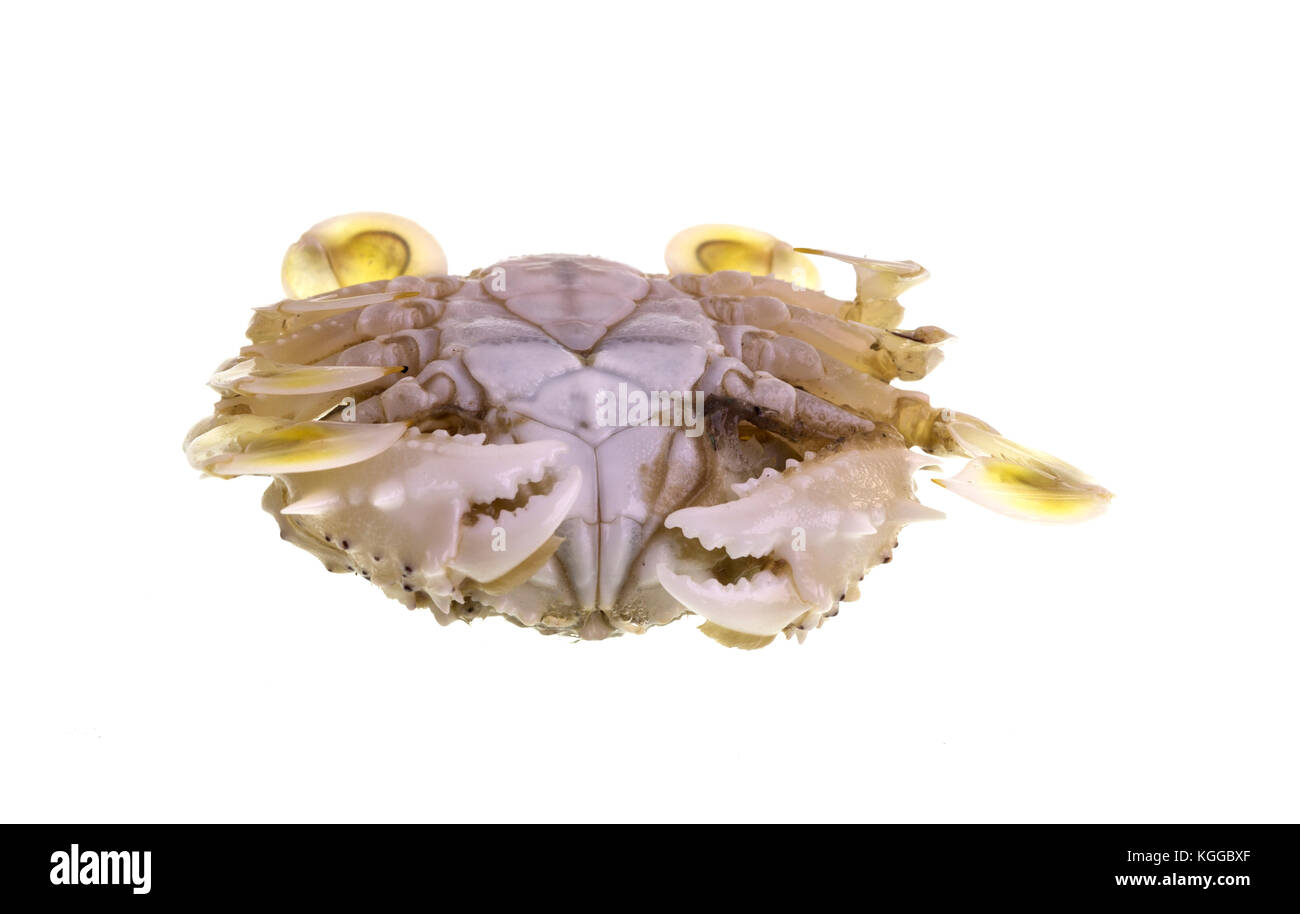 The common moon crab, Matuta victor, is a small benthic tropical crab ...