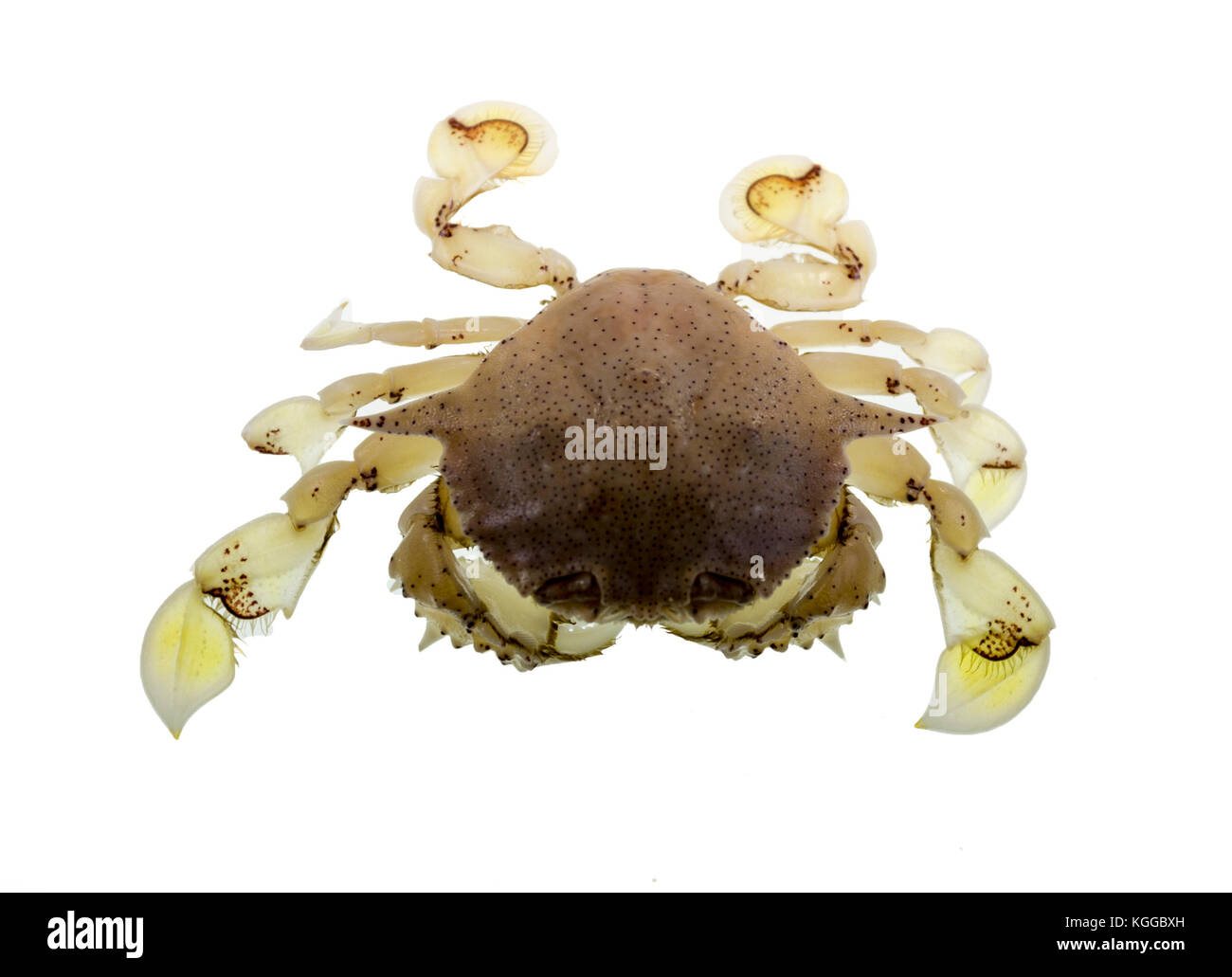 Beach nourishment Cut Out Stock Images & Pictures - Alamy