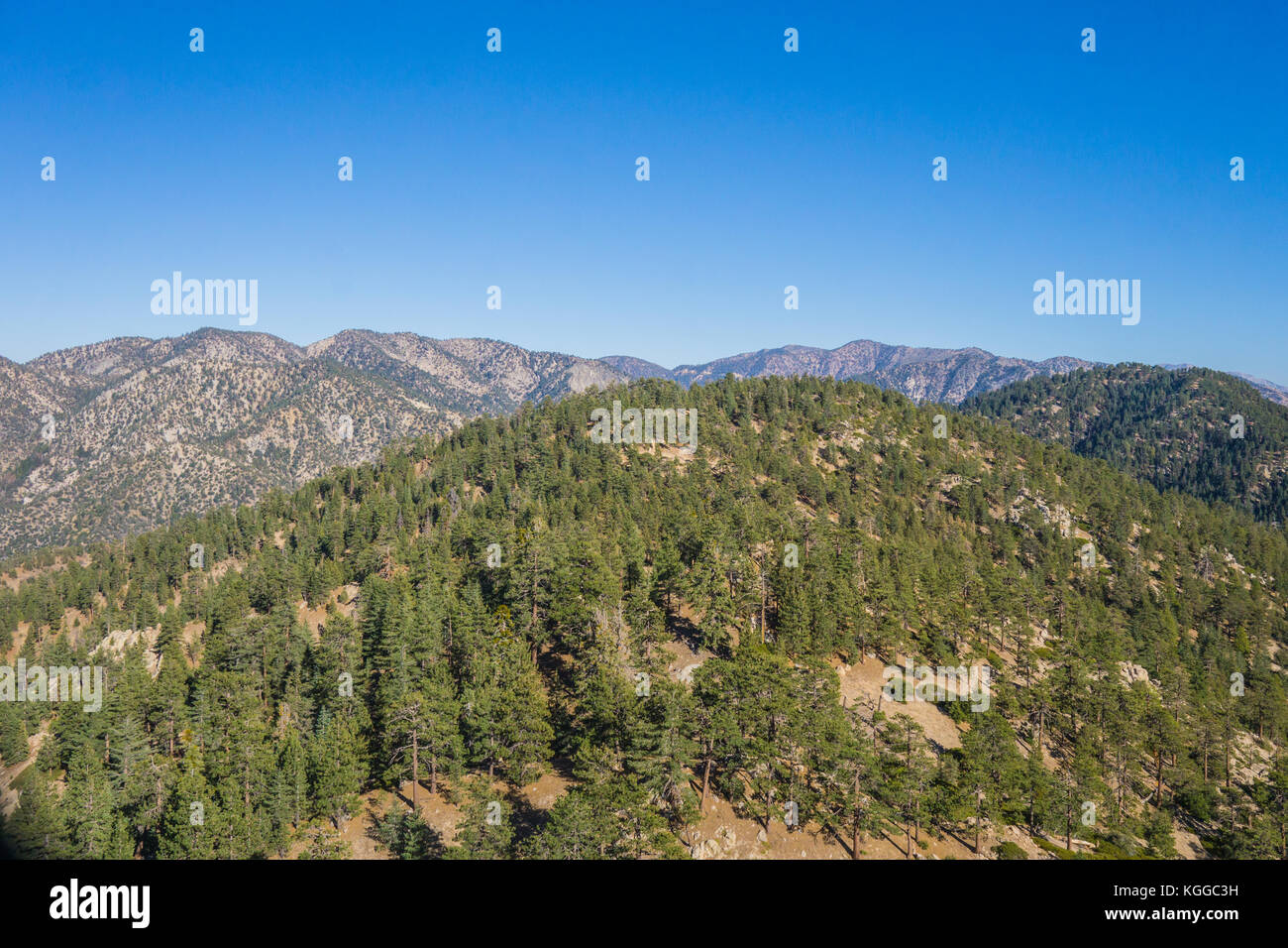 Pine tree covered hilltop in the woods of Angeles National Forest in ...