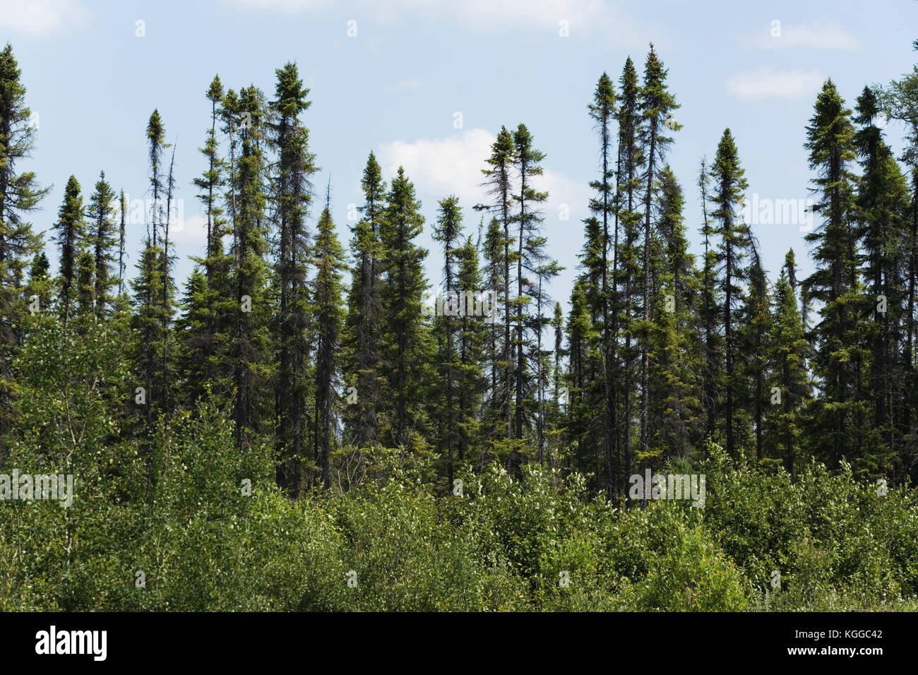 Canada, Ontario, North, forest Stock Photo - Alamy