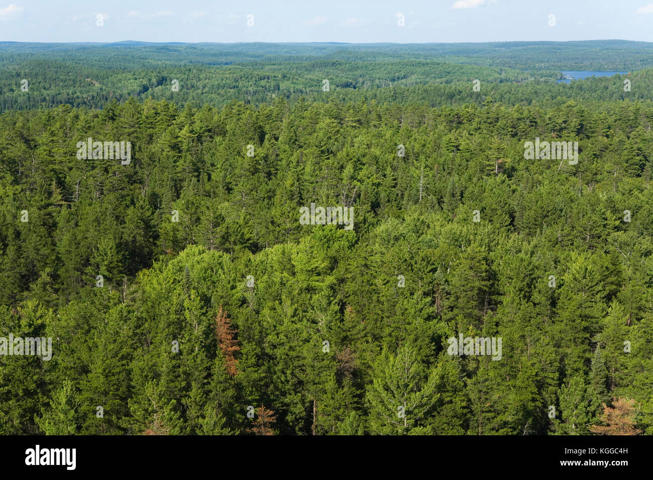 Canada, Ontario, North, forest Stock Photo - Alamy
