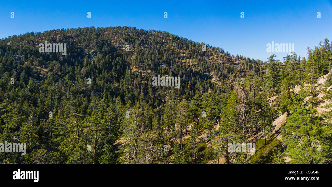 Line of tall green pine trees covers the top of the San Gabriel ...