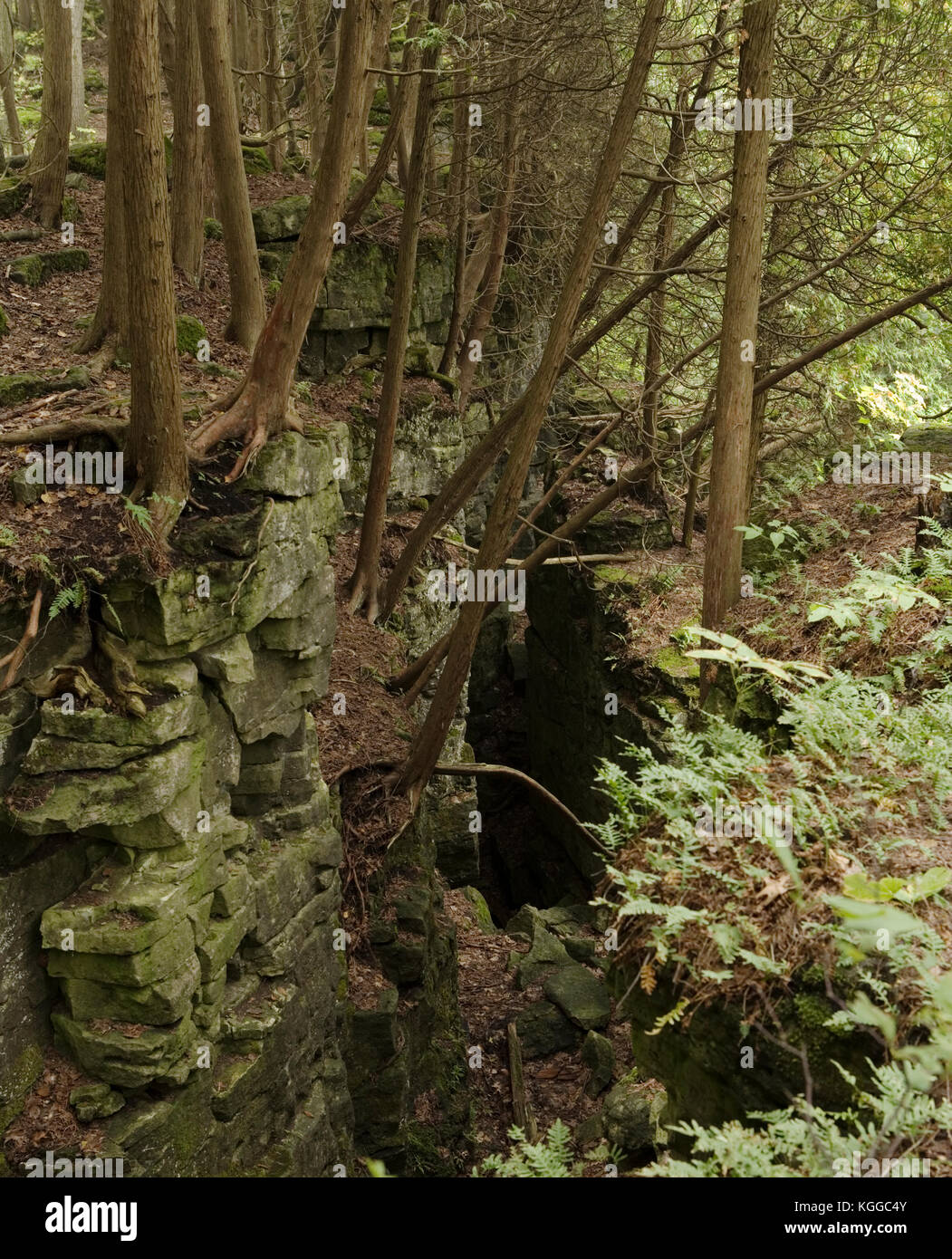 Canada, Ontario, North, forest Stock Photo - Alamy