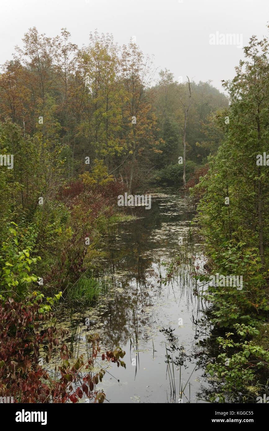 Canada, Ontario, North, forest Stock Photo - Alamy