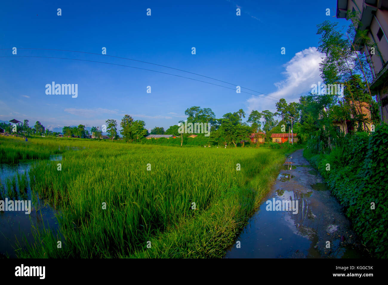 Close up of rice field in Sauraha Stock Photo - Alamy