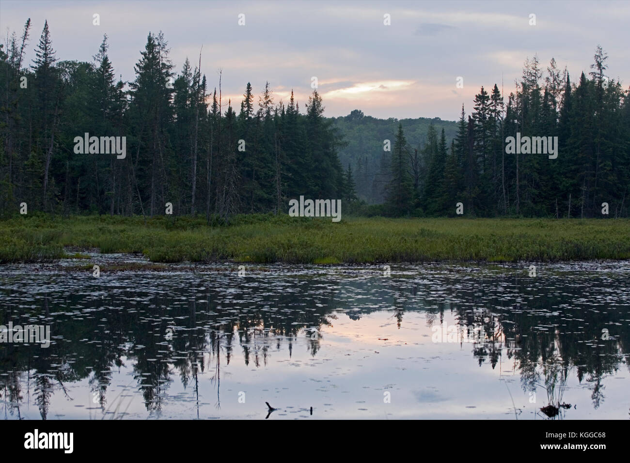 Canada, Ontario, North, forest Stock Photo - Alamy