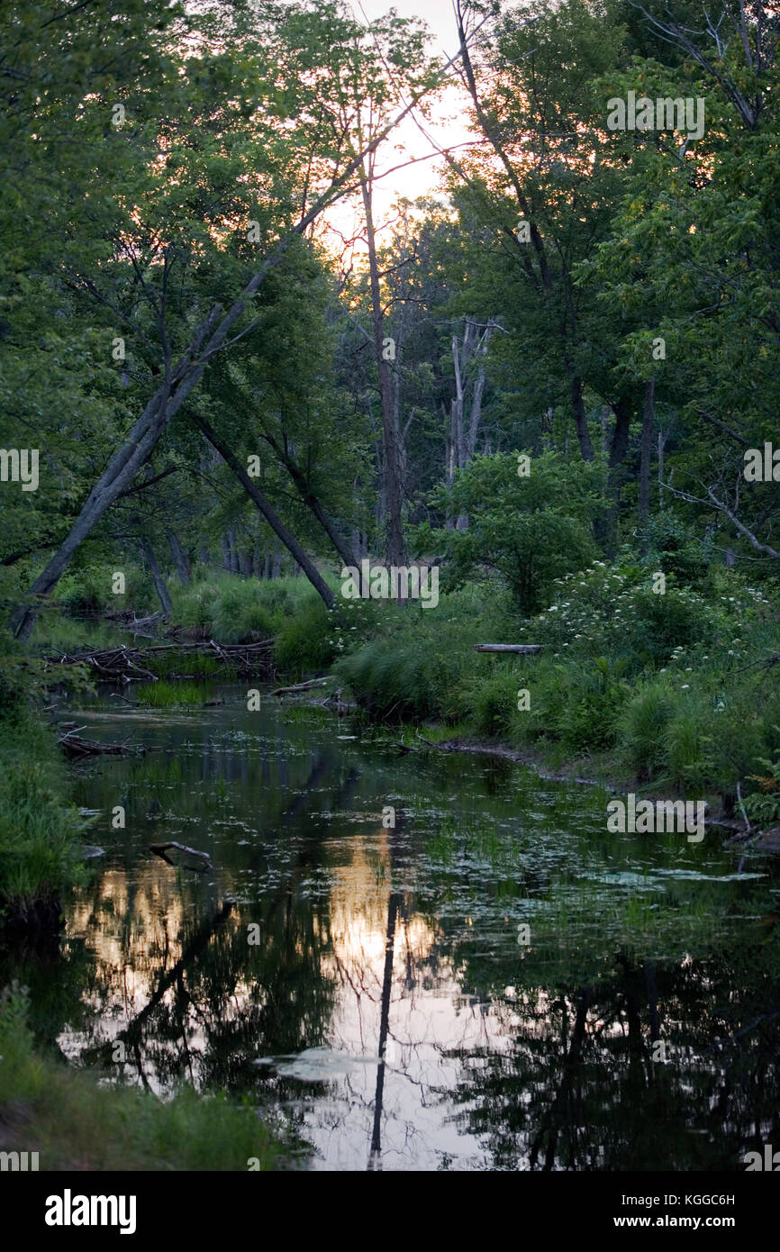 Canada, Ontario, North, forest Stock Photo - Alamy