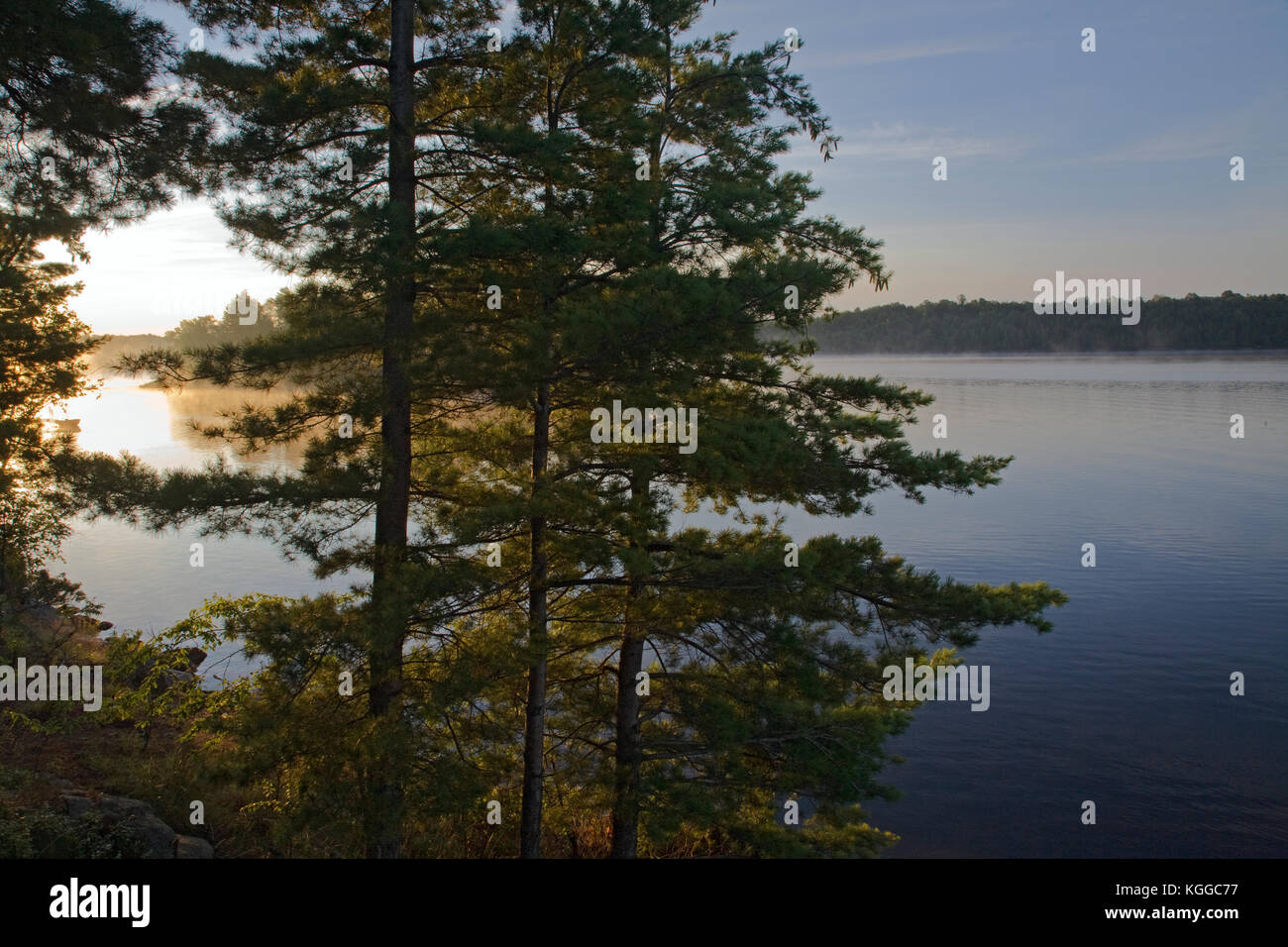 Canada, Ontario, North, forest Stock Photo - Alamy