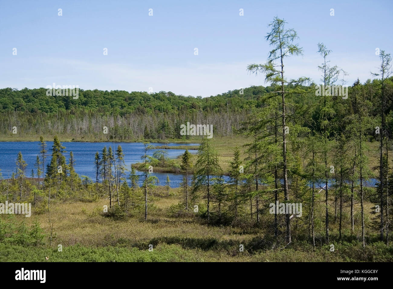 Canada, Ontario, North, forest Stock Photo - Alamy
