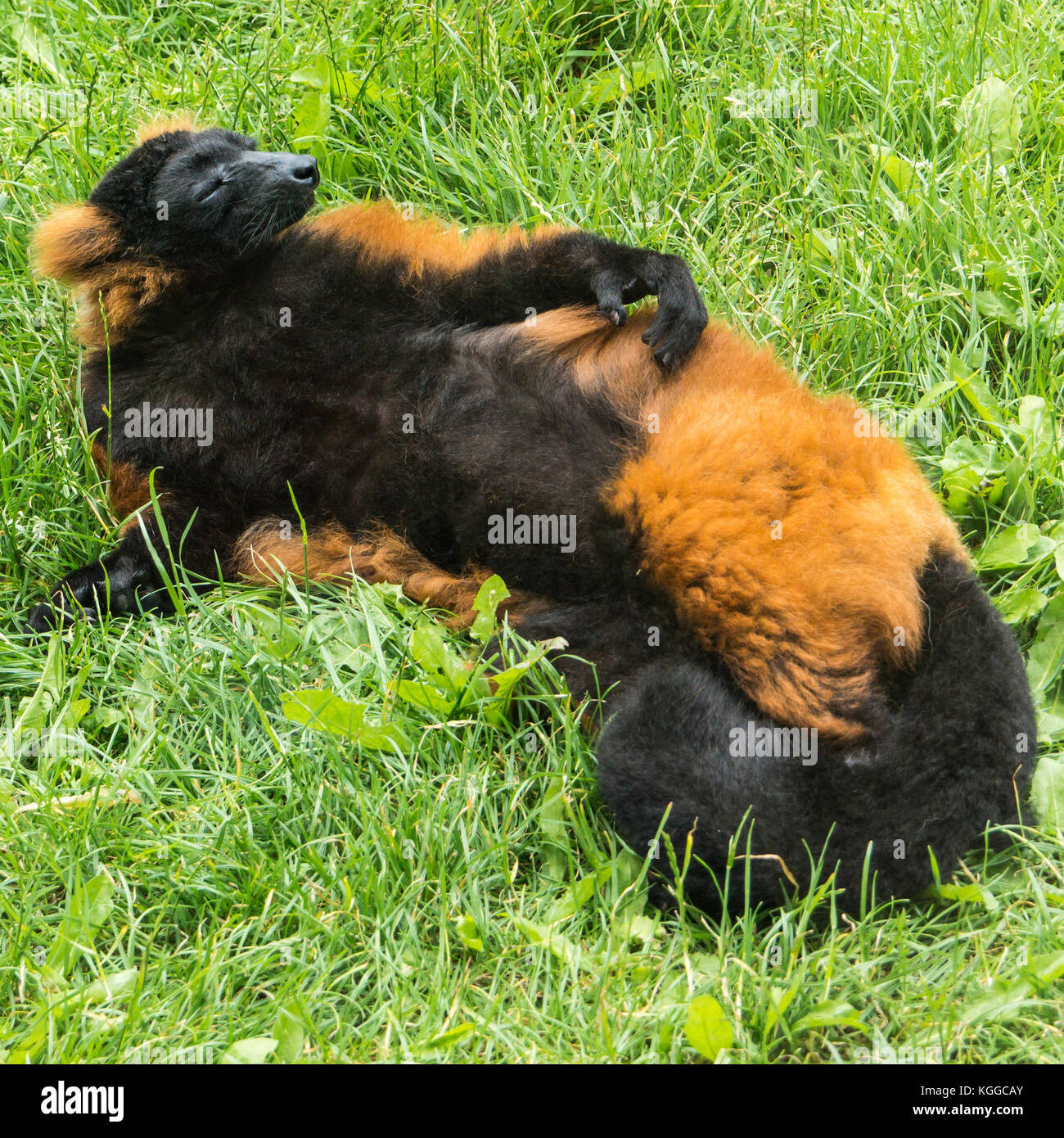A red ruff lemur has a quick kip! Stock Photo - Alamy