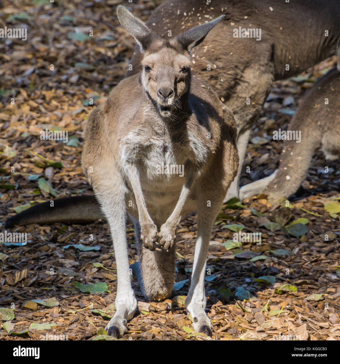 A portrait of a grey kangaroo Stock Photo - Alamy