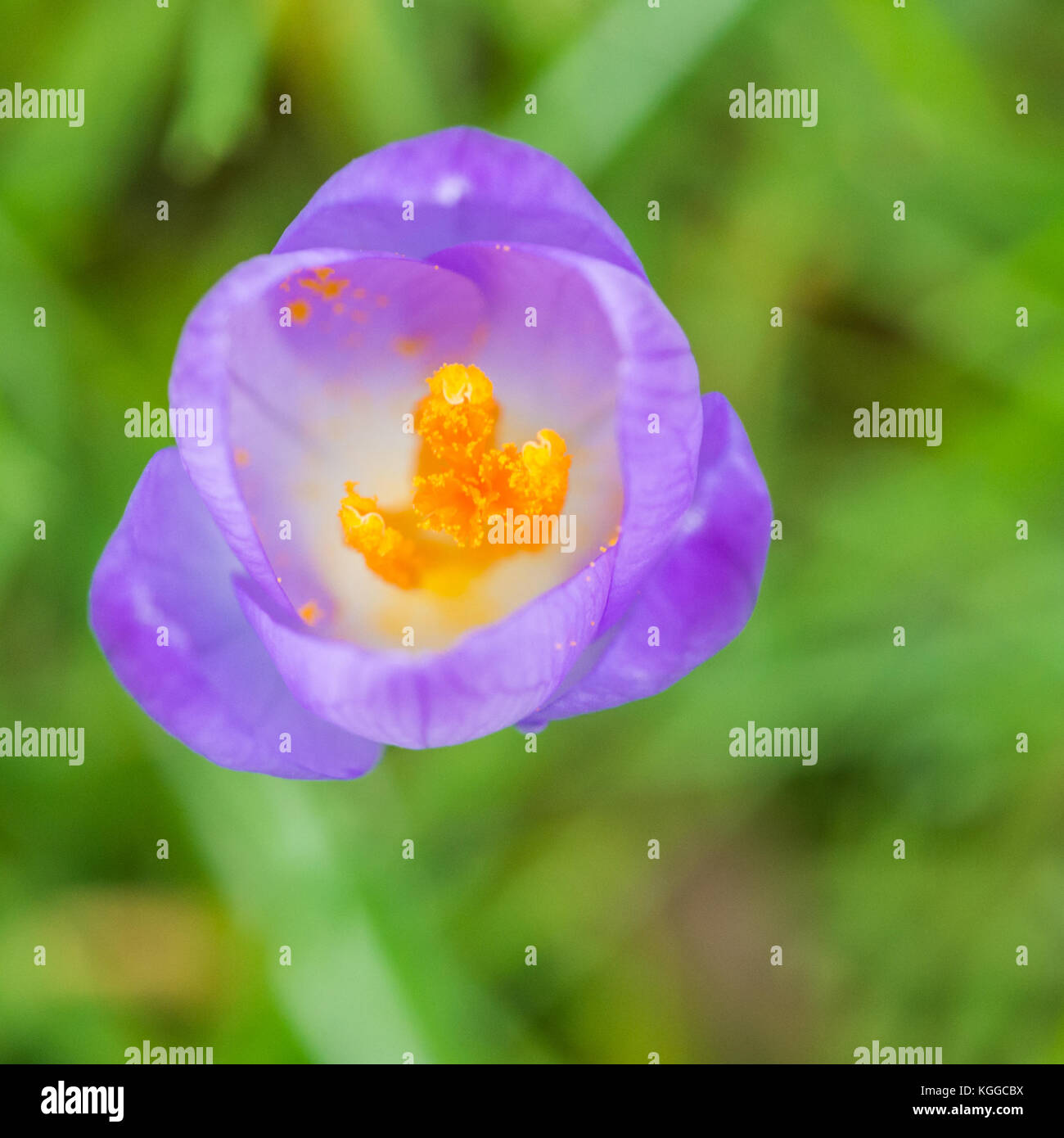 A close-up shot of a crocus growing up through a lawn Stock Photo - Alamy