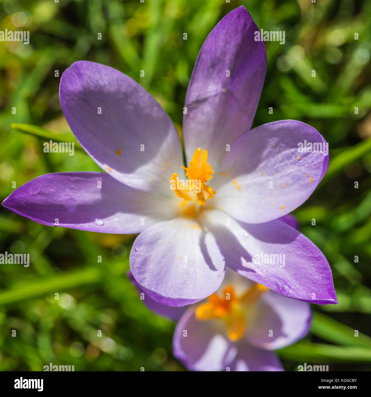 Single crocus hi-res stock photography and images - Alamy