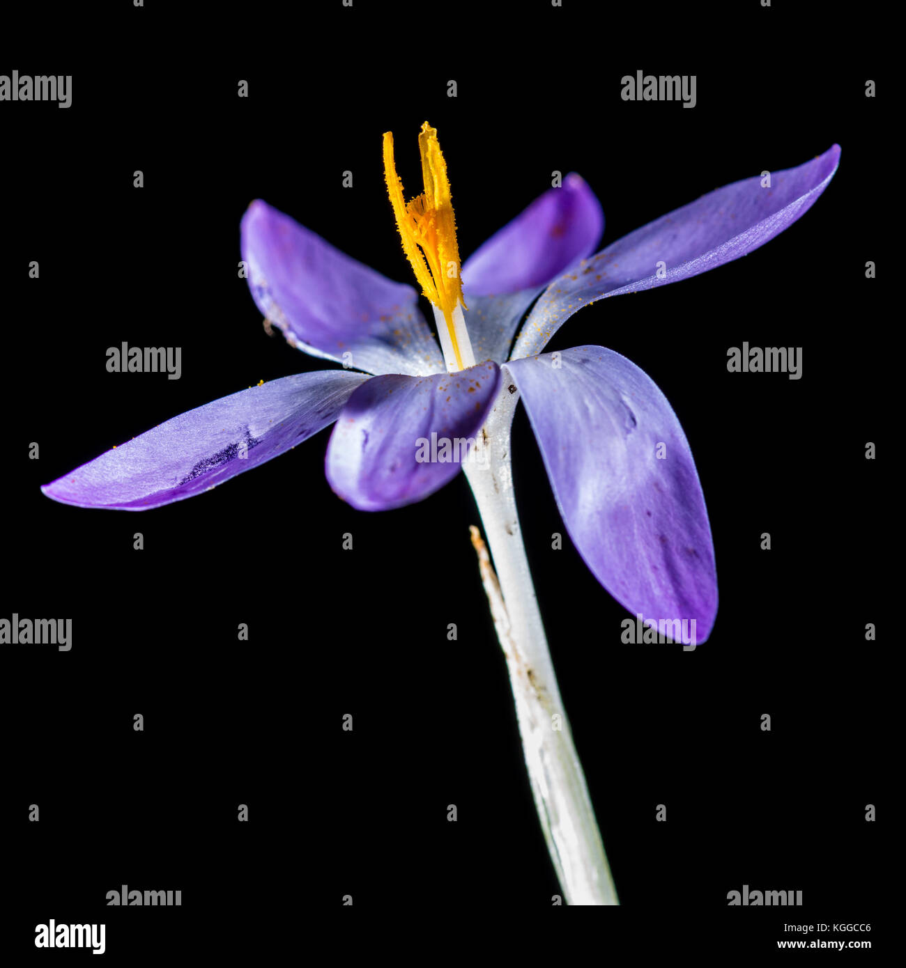 A macro shot of a blue crocus bloom Stock Photo - Alamy