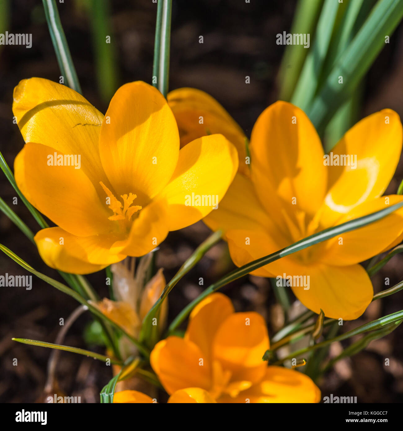 A macro shot of a yellow crocus Stock Photo - Alamy