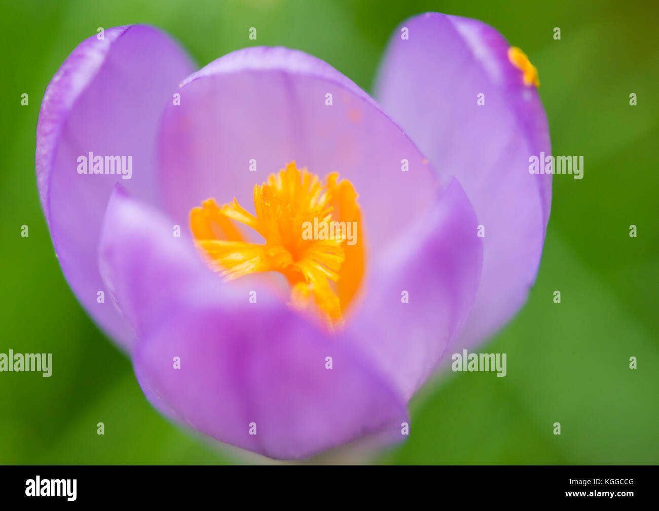 A macro shot of a purple crocus bloom Stock Photo - Alamy