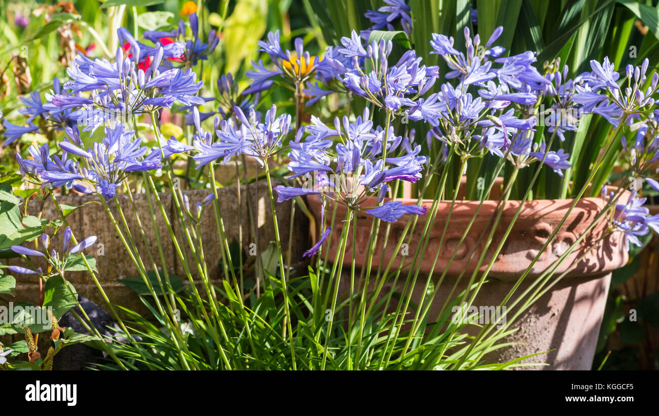 A shot of a large blue agapanthus plant Stock Photo - Alamy