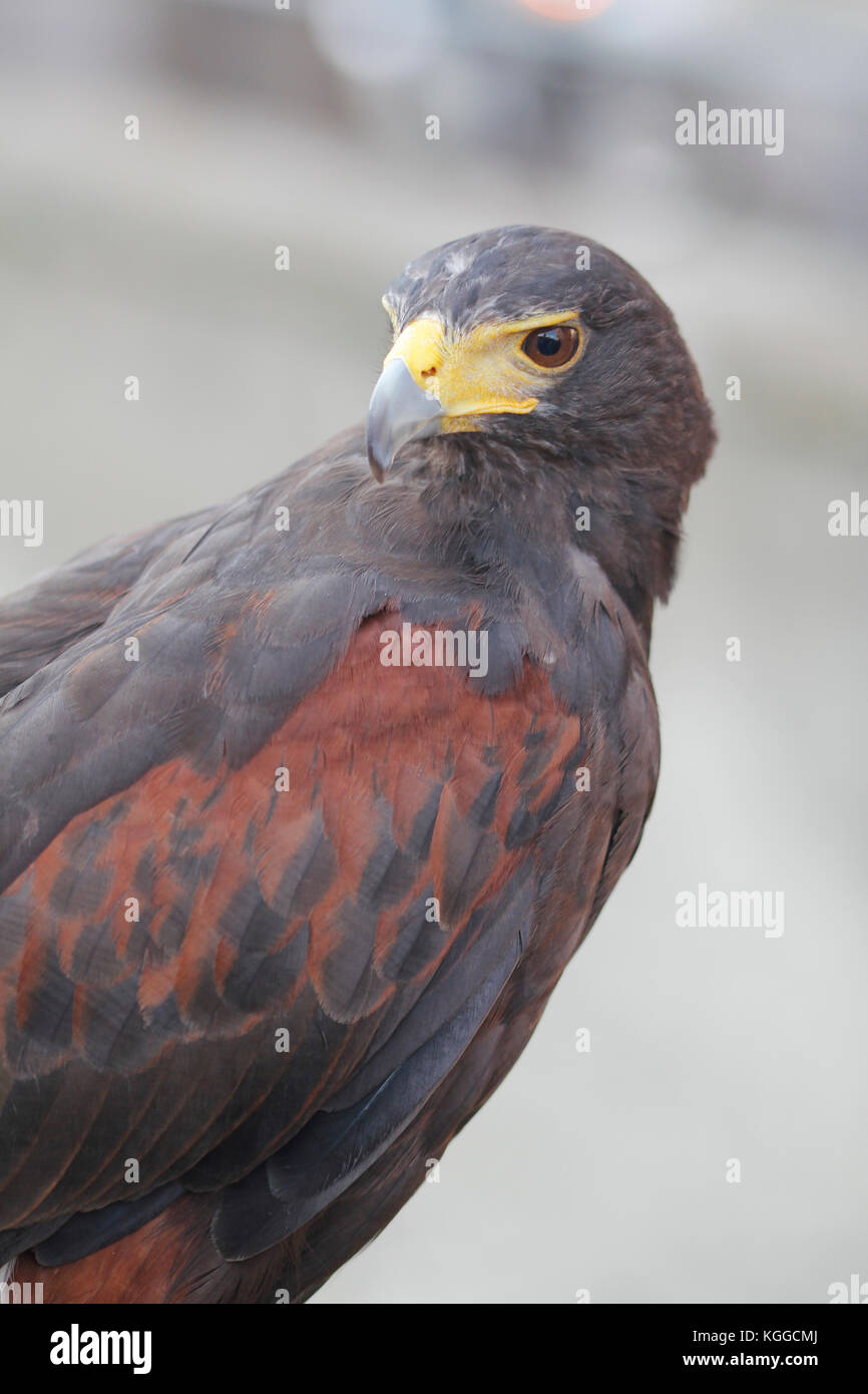 Sleek look hi-res stock photography and images - Alamy