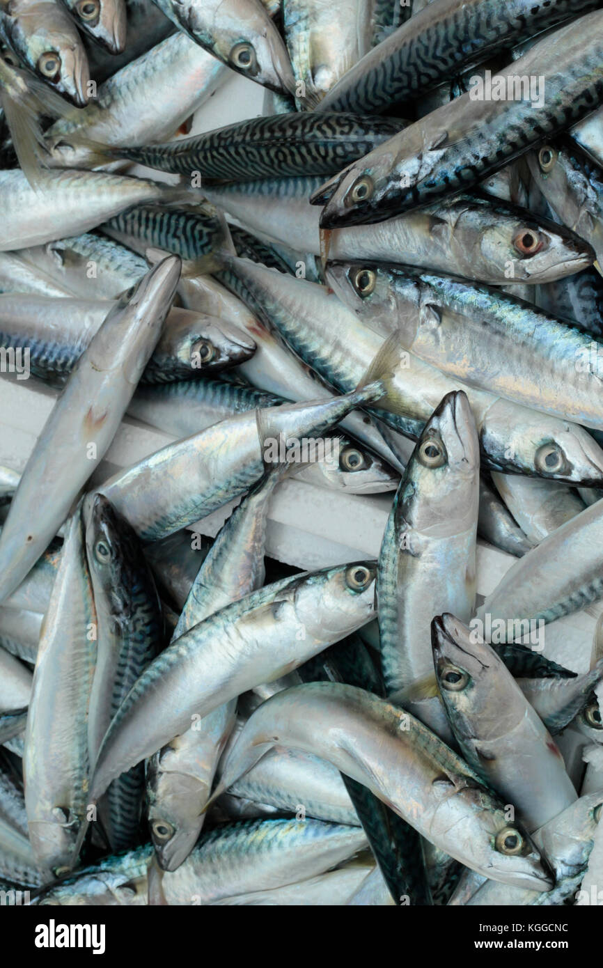 Fresh fish for sale to the market of Naples Stock Photo - Alamy