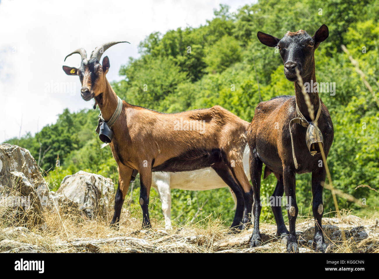 Goat of the countryside to the grazing of the mountains Stock Photo - Alamy