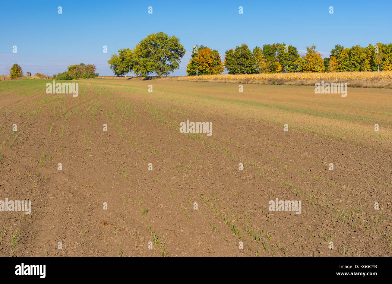 Agricultural field with young winter crops at fall season in Sumskaya ...