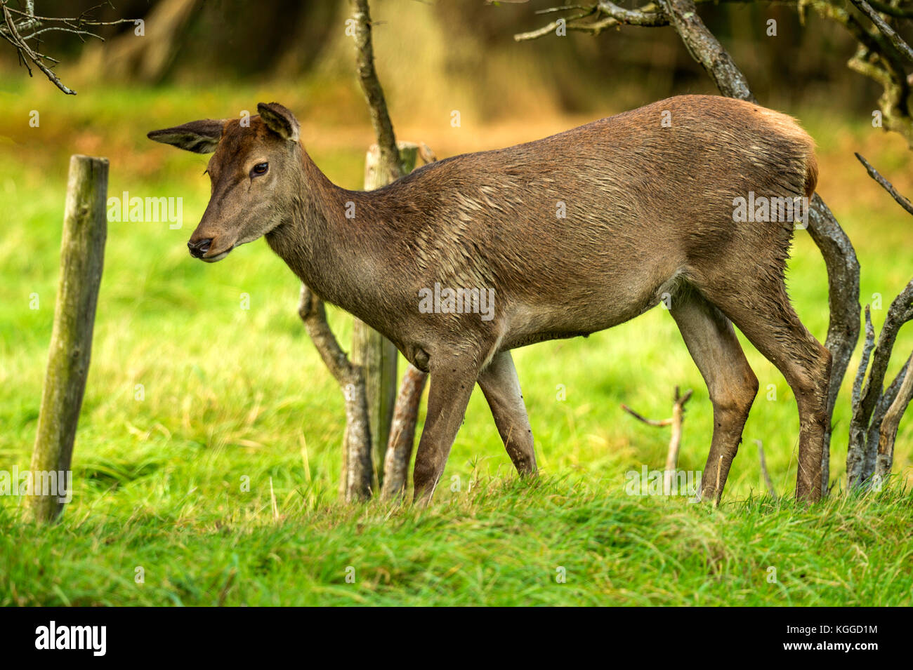 Autumn Red Deer Rut.Image sequence depicting scenes around male Stag's ...