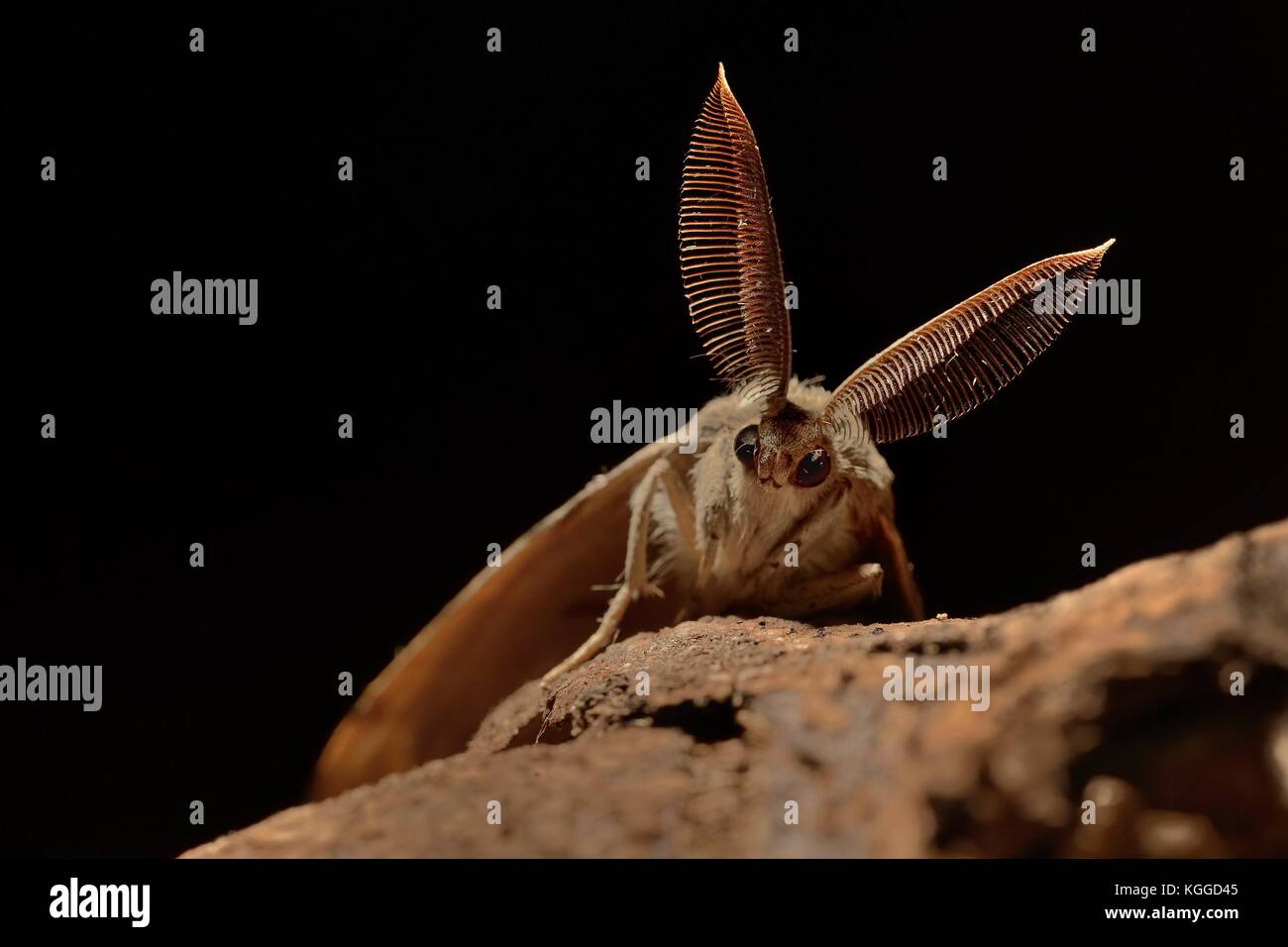 Gypsy Moth (Lymantria dispar) night moth sitting on the branch in the ...