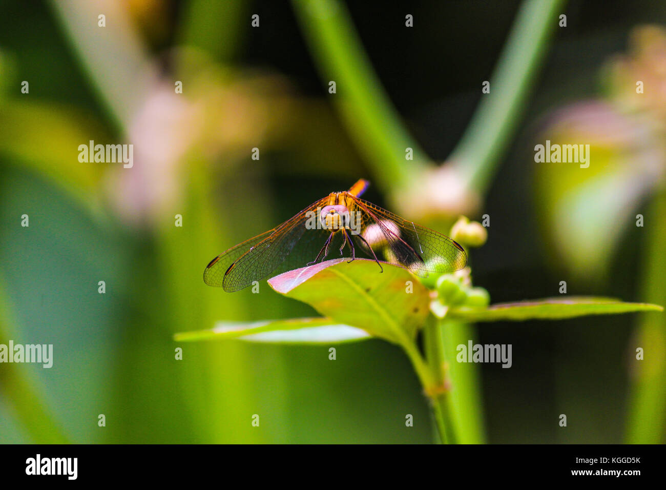Dragonfly legs hi-res stock photography and images - Alamy