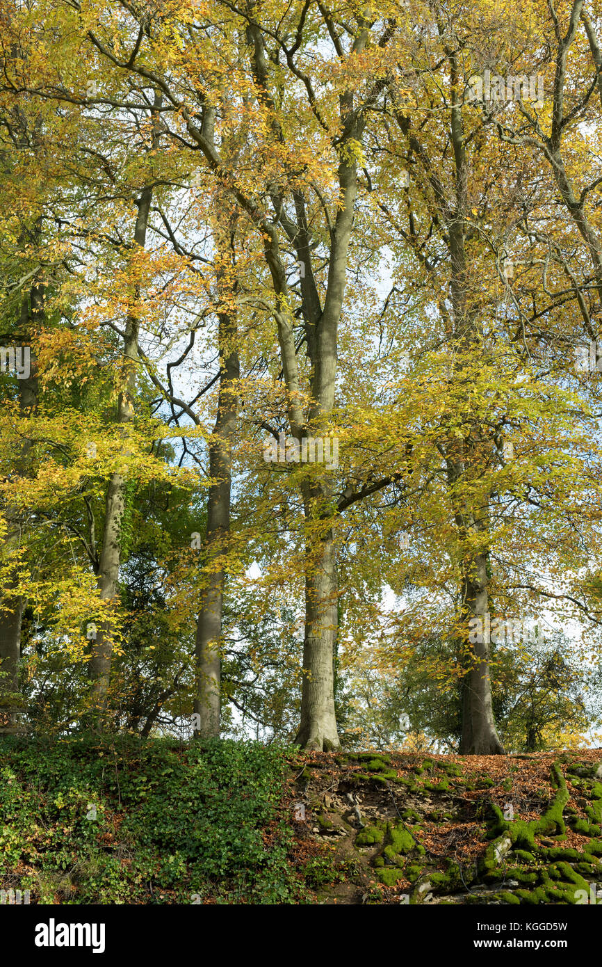 Autumn beech trees along the embankment to the old cotswold Sapperton ...