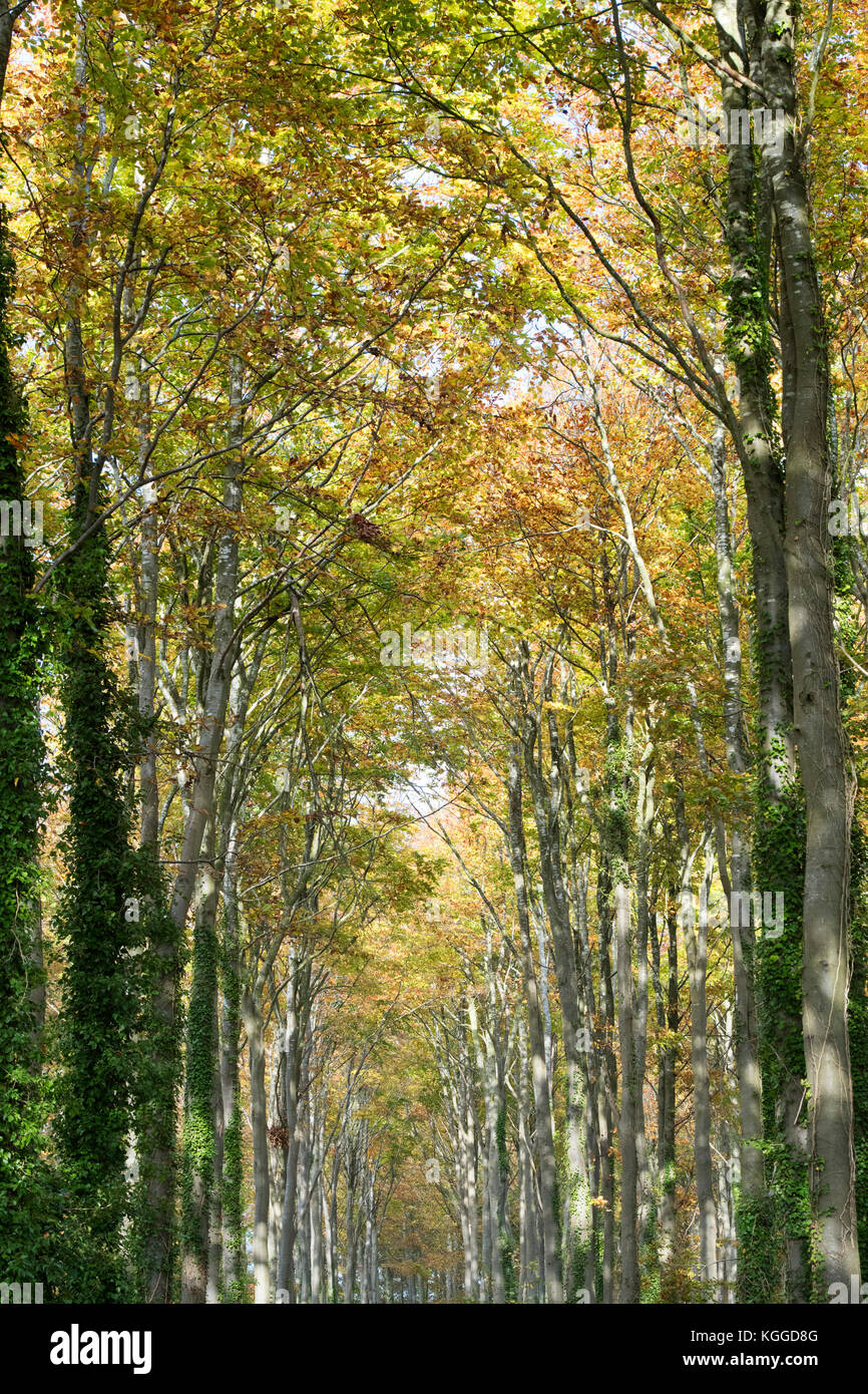 Fagus sylvatica. Avenue of autumn of beech trees along the Ridgeway ...