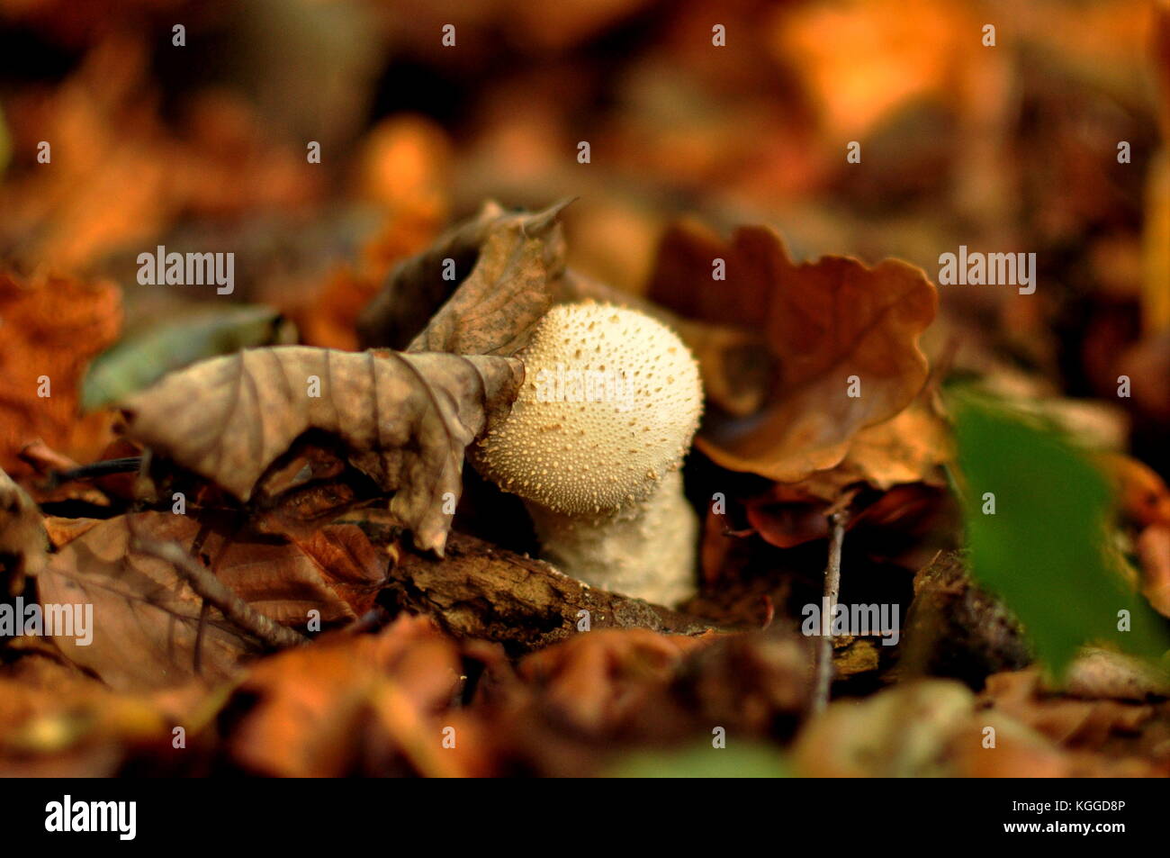 Wild Forest Fungus Stock Photo - Alamy