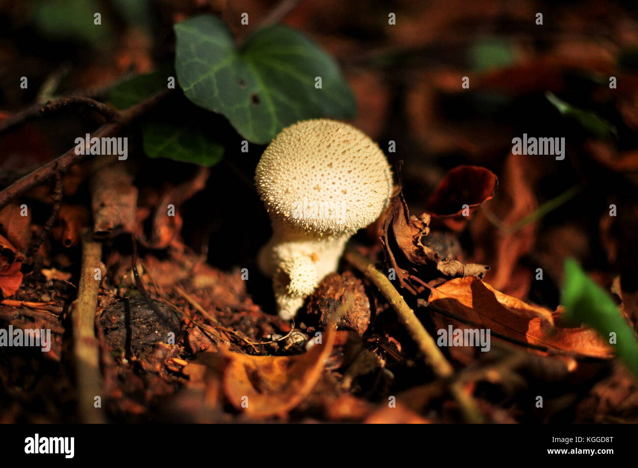 Wild Forest Fungus Stock Photo - Alamy