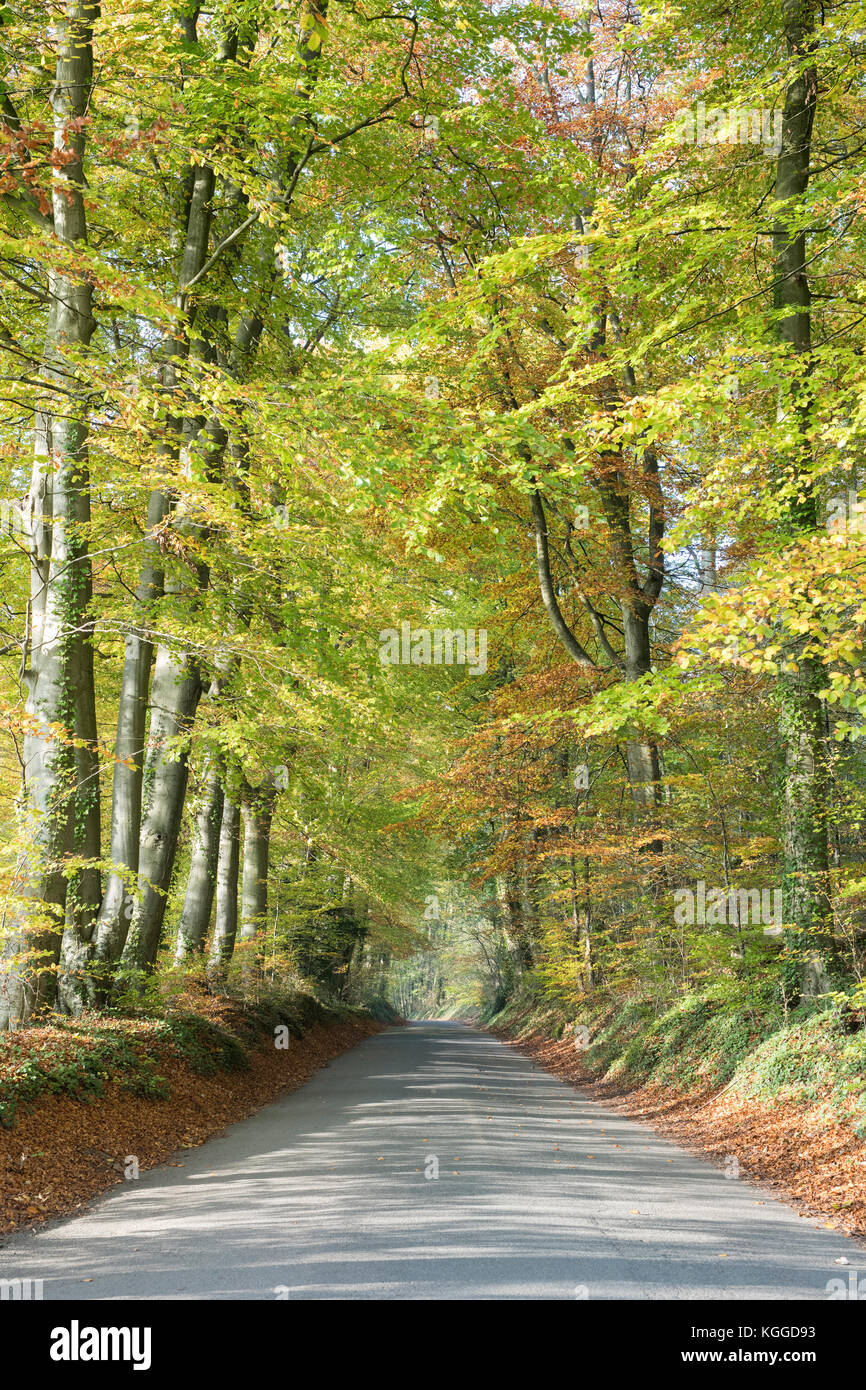 Tree lined road to Turkdean in the late afternoon autumn sunlight ...