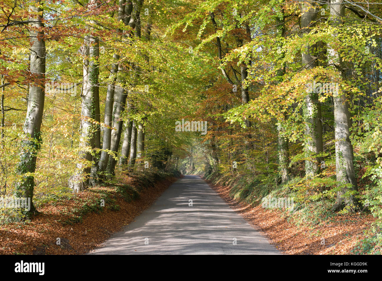 Tree lined road to Turkdean in the late afternoon autumn sunlight ...