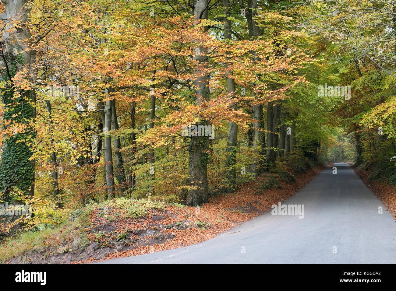 Tree lined road to Turkdean in the late afternoon autumn sunlight ...