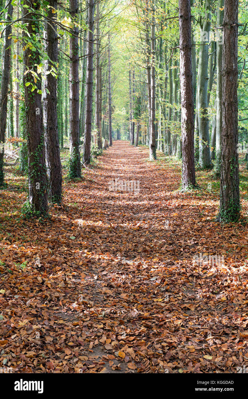 Fagus sylvatica. Avenue of autumn of pine and beech trees along the ...