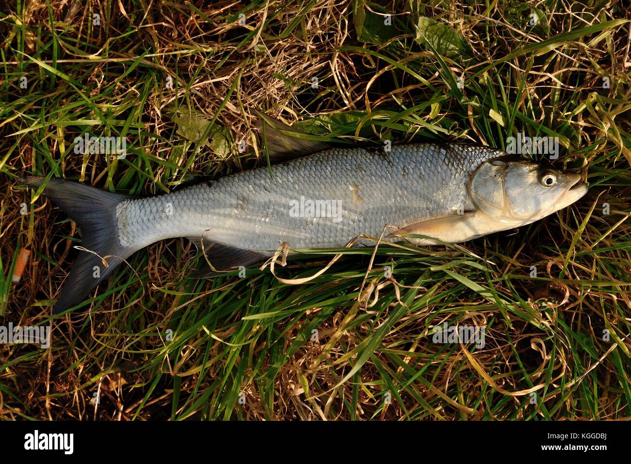 Aral Asp - Leuciscus aspius hunted on the grass Stock Photo - Alamy