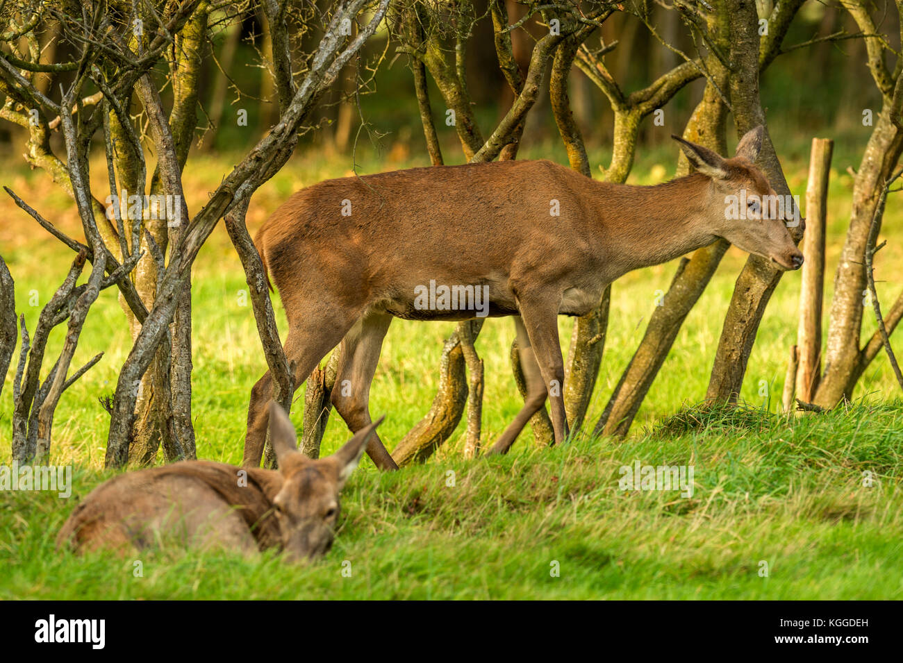 Autumn Red Deer Rut.Image sequence depicting scenes around male Stag's ...