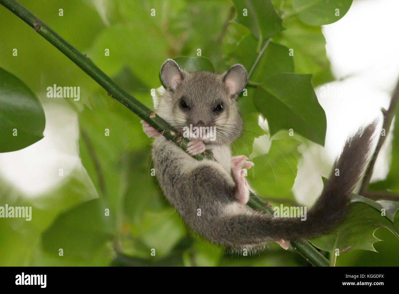 Edible dormouse hi-res stock photography and images - Alamy