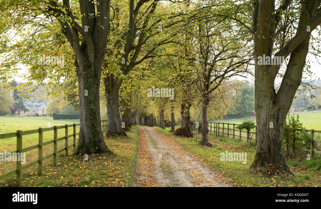 Avenue of lime trees hi-res stock photography and images - Alamy