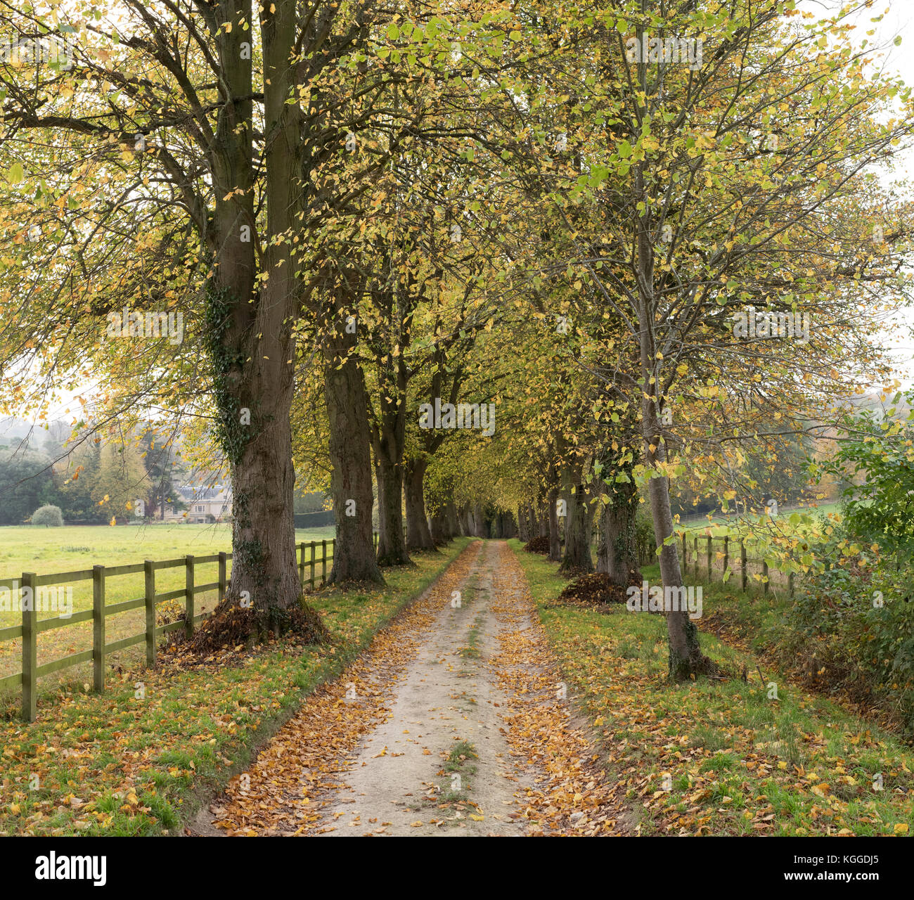 Tilia × europaea. Avenue of Lime trees along a bridleway in autumn ...
