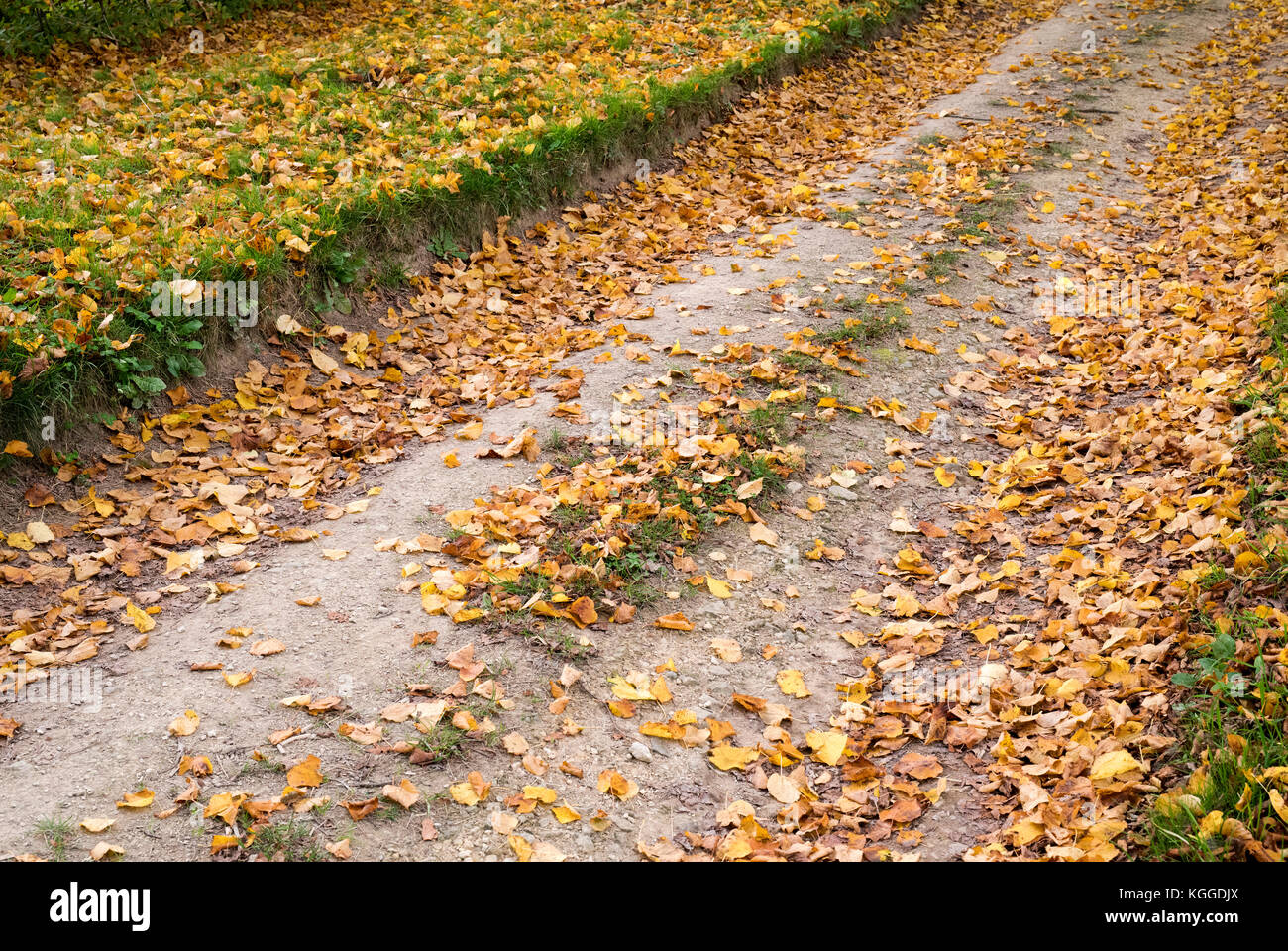 Fallen tunnel tree hi-res stock photography and images - Alamy