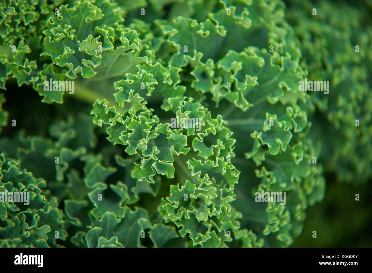 close up on Kale. Green vegetable leaves, healthy eating, vegetarian ...