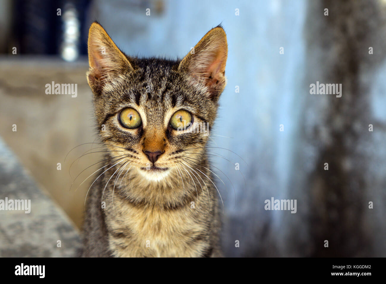 Cat looking towards camera hi-res stock photography and images - Alamy